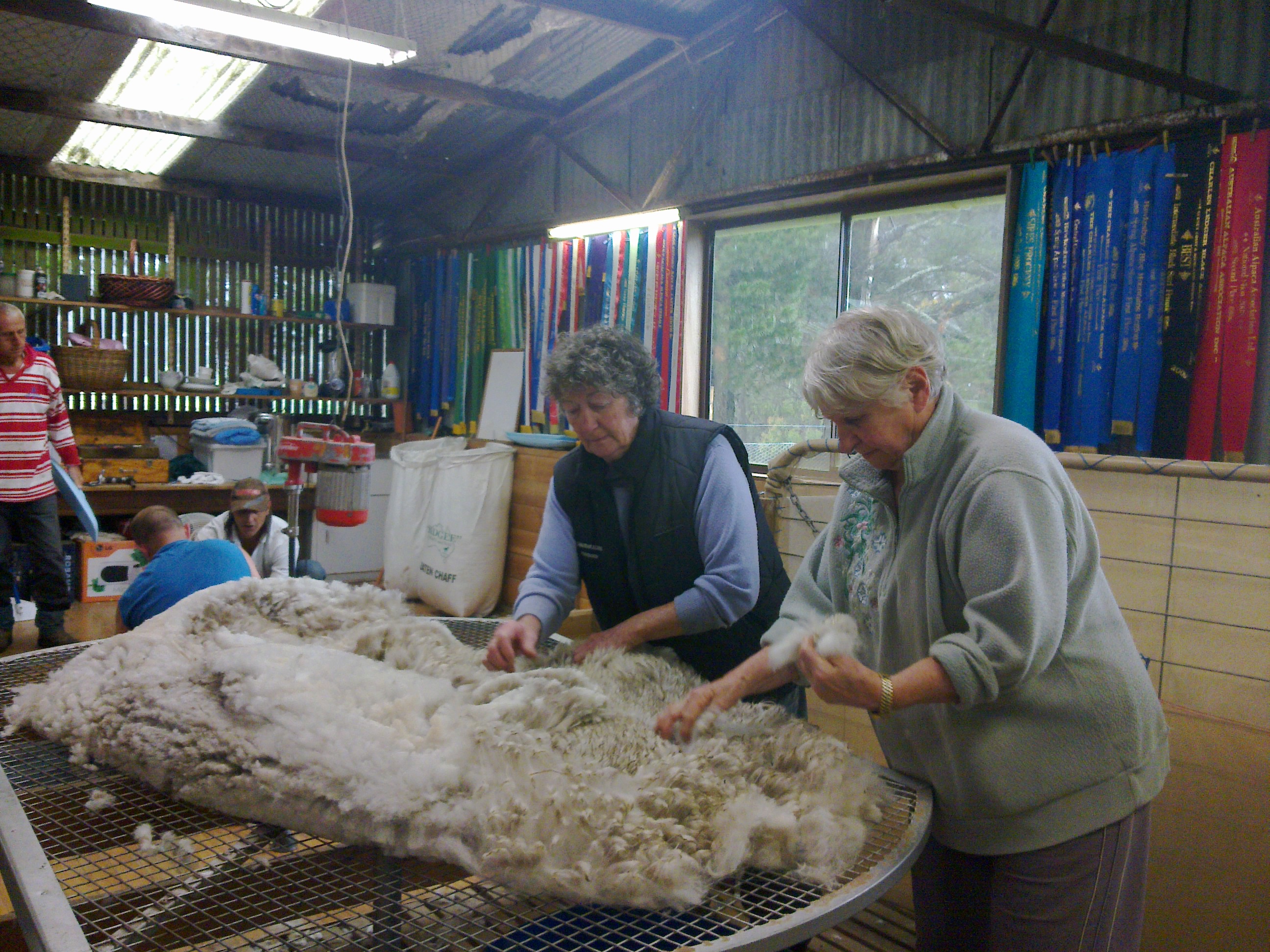 :: BOVA ALPACA :: SHEARING ALPACA GALLERY