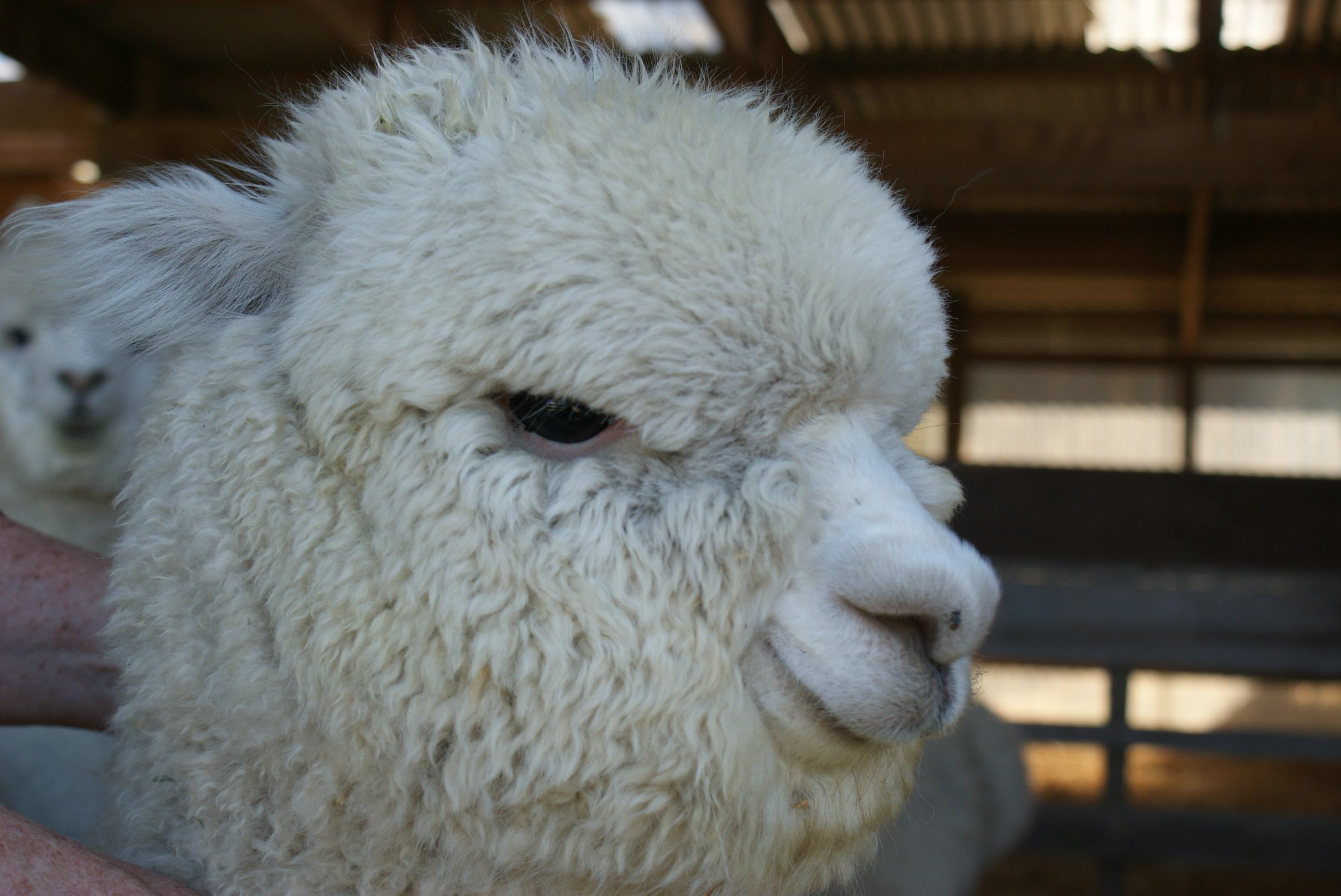 :: BOVA ALPACA :: HORSHAM GALLERY